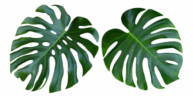 15 Monstera Fun & Interesting Facts - Plantglossary