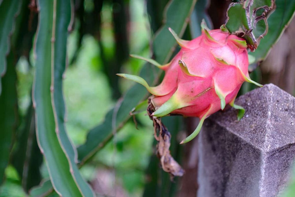 11 Surprising Fruits that Grow on Cactus - Plantglossary