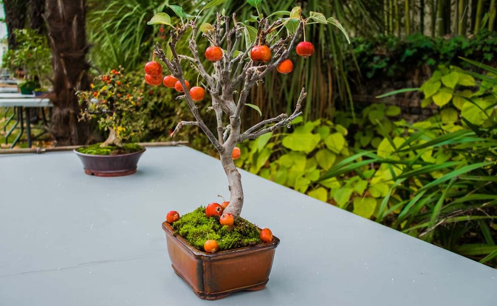 13 Easy Fruits to Grow in Pots and Containers - Plantglossary
