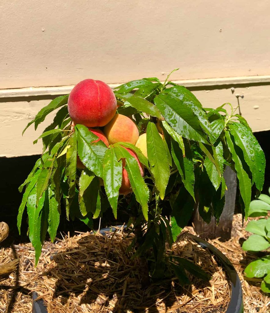 13 Easy Fruits to Grow in Pots and Containers - Plantglossary