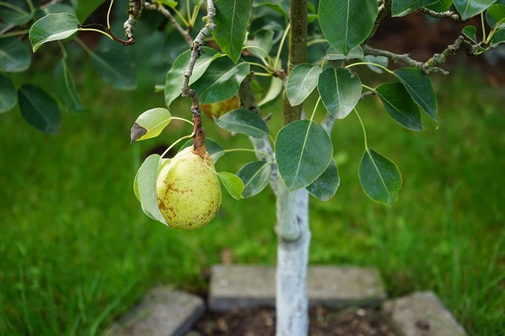 13 Easy Fruits to Grow in Pots and Containers - Plantglossary