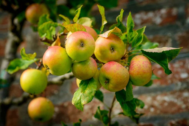How to Grow Apple Trees in Pots – A Ultimate Guide - Plantglossary