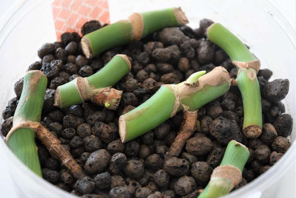 15 Monstera Fun & Interesting Facts - Plantglossary