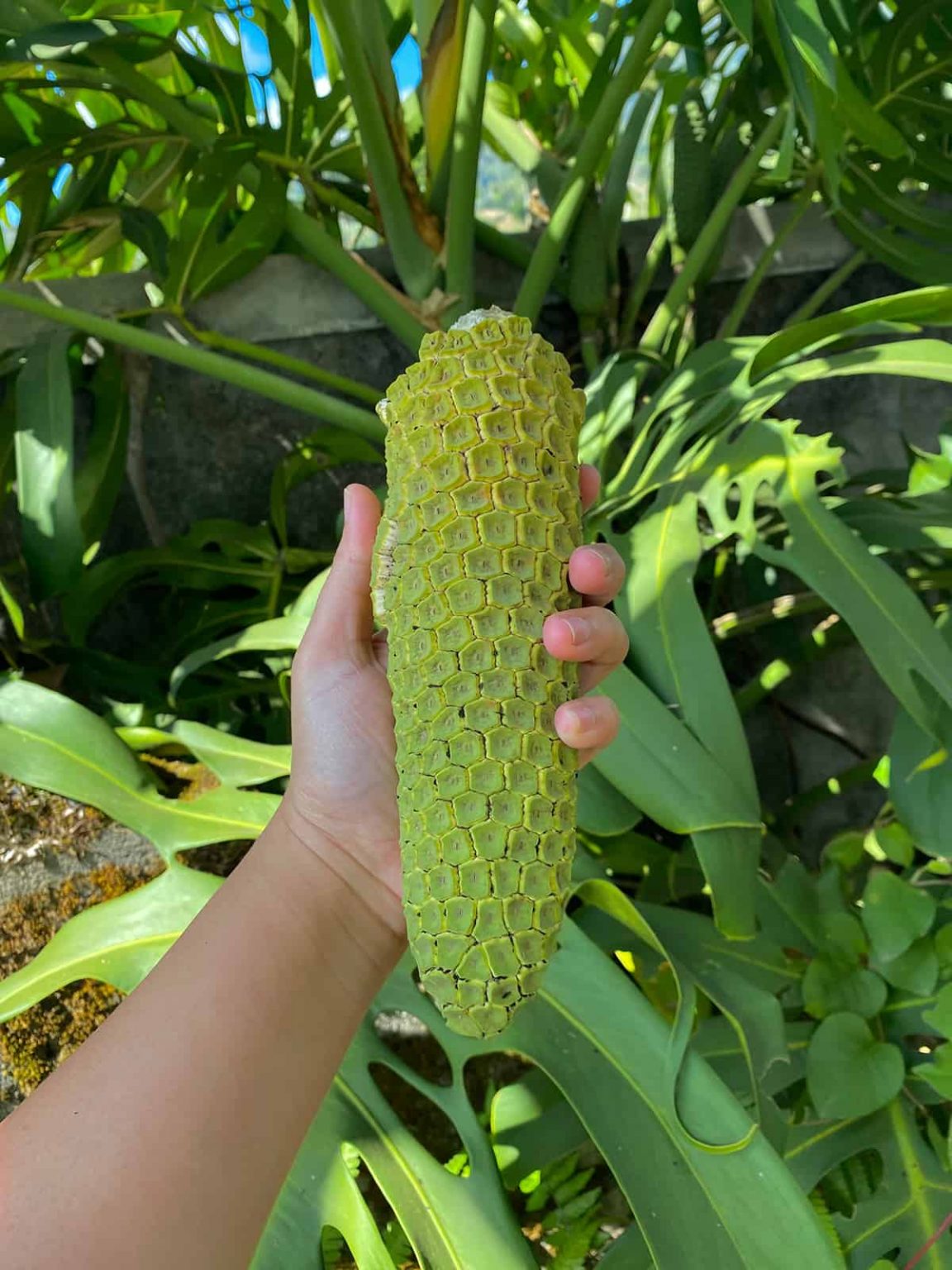 15 Monstera Fun & Interesting Facts - Plantglossary