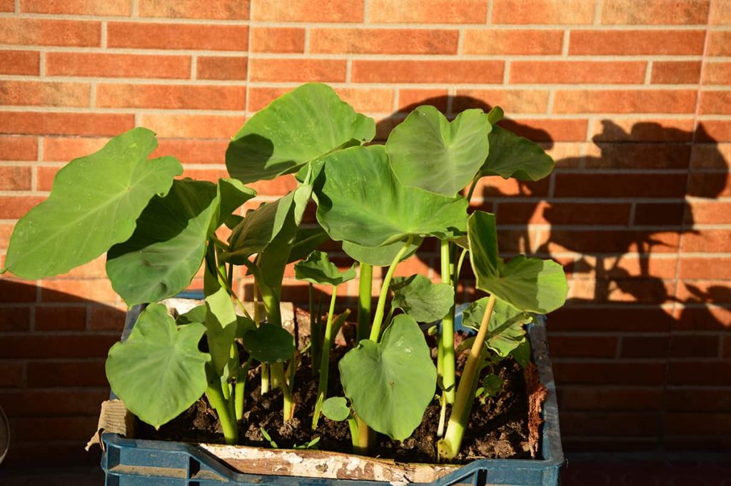 30 Best Architectural Plants to Grow in Containers - Plantglossary