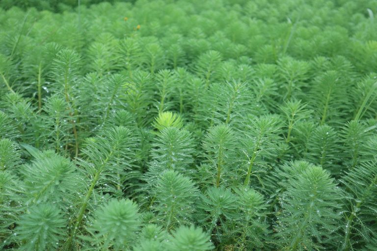 13 Beautiful Plants that Attract Dragonflies - Plantglossary