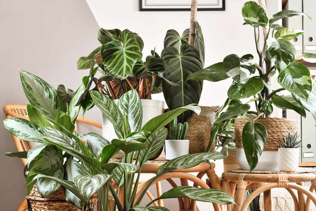 18 Fantastic Fast-Growing Houseplants - Plantglossary