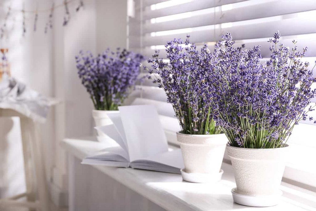 20 Fragrant Indoor Plants That Smell Good - Plantglossary