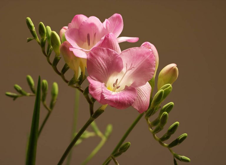 20 Fragrant Indoor Plants That Smell Good - Plantglossary