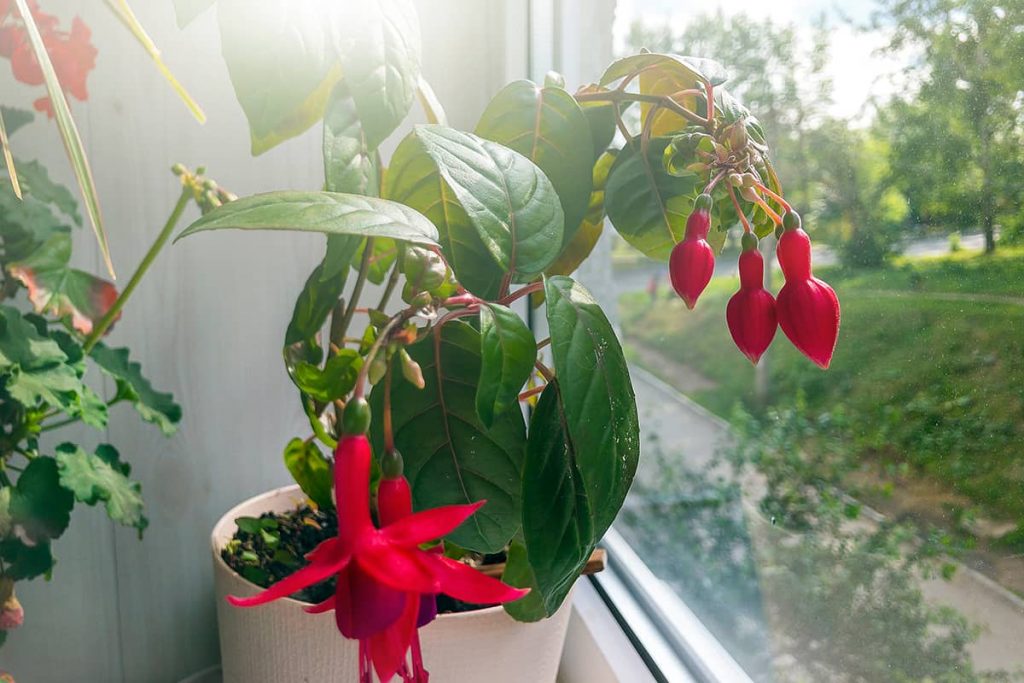 Indoor Plants That Bloom According to 12 Months - Plantglossary