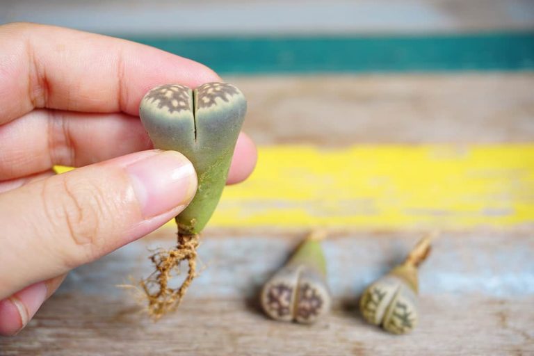 How To Grow & Care For Lithops (the Living Stone) - Plantglossary