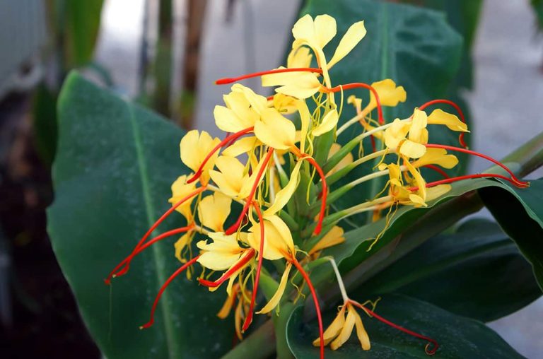 20 Fragrant Indoor Plants That Smell Good - Plantglossary