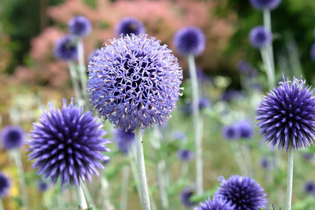 Plants That Grow Big and Have Huge Flowers - Plantglossary