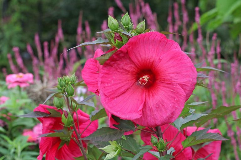 Plants That Grow Big and Have Huge Flowers - Plantglossary
