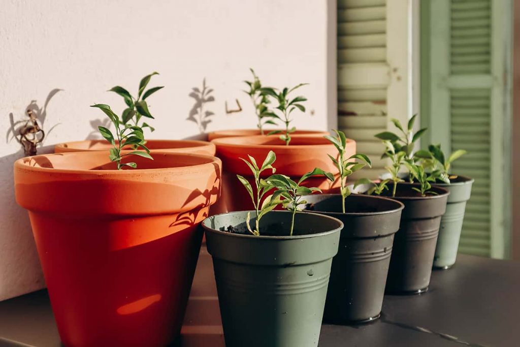 18 Houseplants You Should Propagate in February - Plantglossary