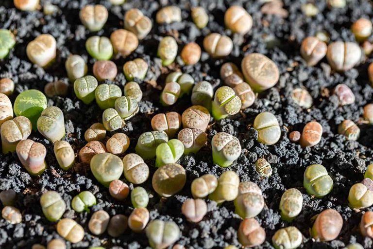How To Grow & Care For Lithops (the Living Stone) - Plantglossary