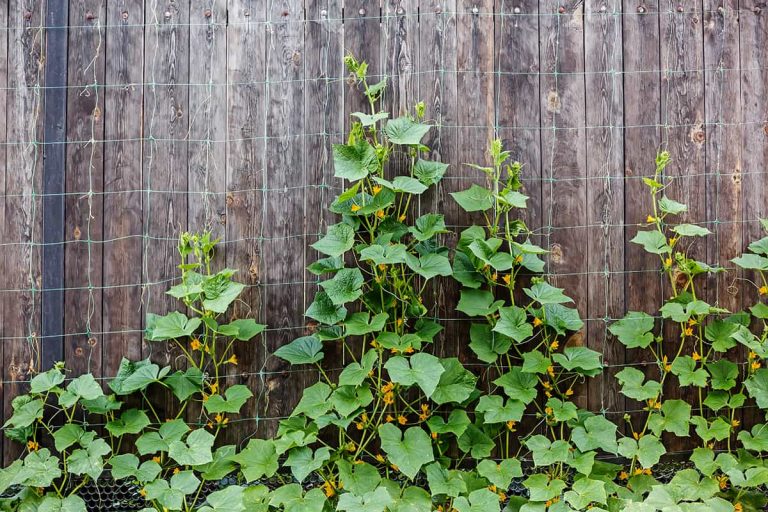 How to Grow Cucumbers The Vertical Way - Plantglossary