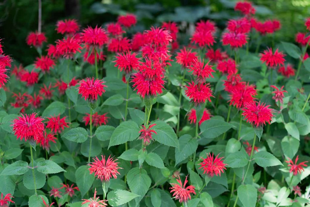 How to Grow and Care for Bee Balm - Plantglossary