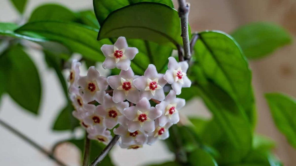 20 Fragrant Indoor Plants That Smell Good - Plantglossary