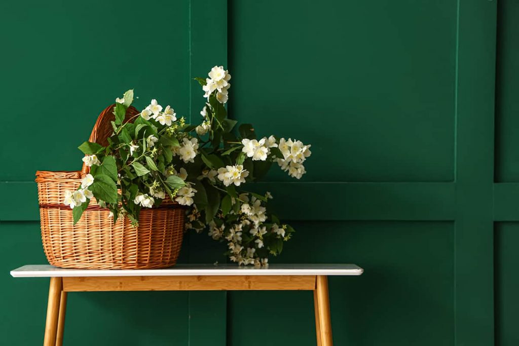 20 Fragrant Indoor Plants That Smell Good - Plantglossary
