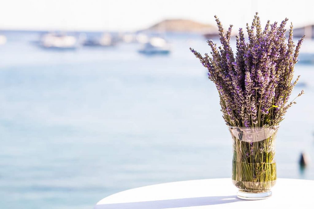 10 Amazing Herbs You Can Grow in Water - Plantglossary