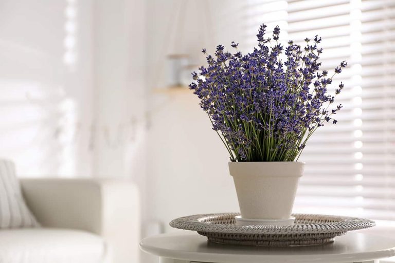 20 Fragrant Indoor Plants That Smell Good - Plantglossary