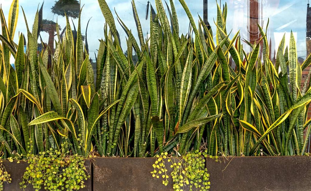 Snake Plant Fun & Interesting Facts - Plantglossary