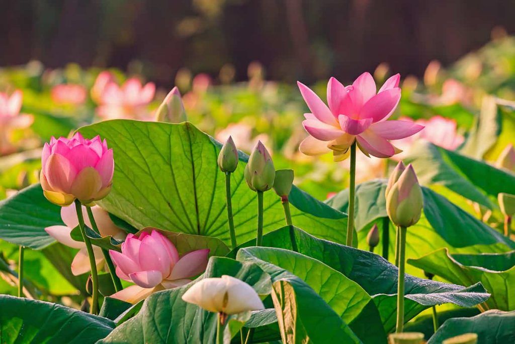 Plants That Grow Big and Have Huge Flowers - Plantglossary
