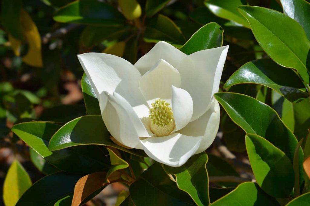 Plants That Grow Big and Have Huge Flowers - Plantglossary