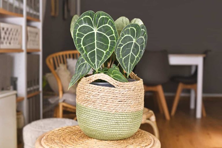 11 Most Expensive Houseplants That You May Not Know - Plantglossary