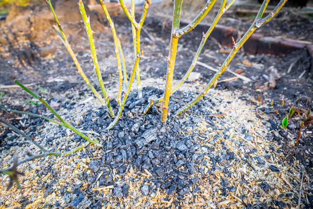 20 Winter Gardening Dos and Don’ts That You Should Know - Plantglossary