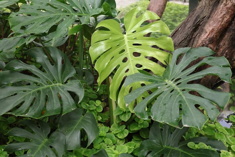 15 Monstera Fun & Interesting Facts - Plantglossary