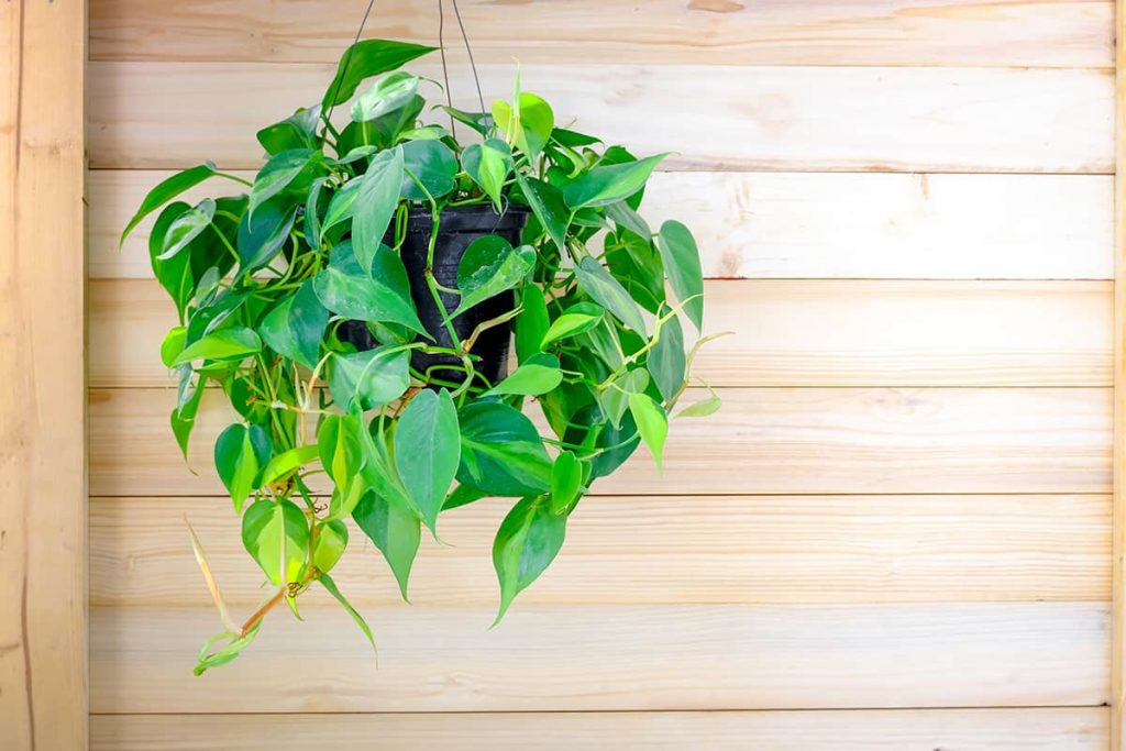 29 Philodendron Varieties You Can Grow Indoors - Plantglossary
