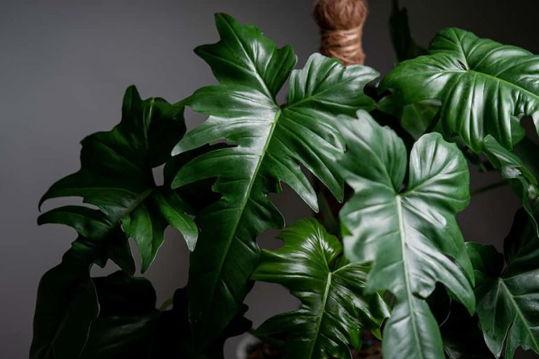 29 Philodendron Varieties You Can Grow Indoors - Plantglossary