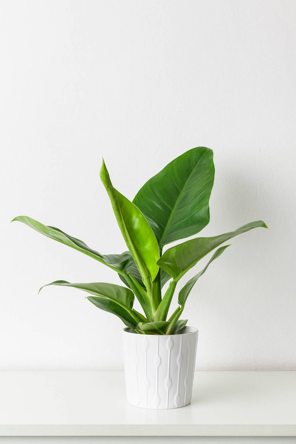 29 Philodendron Varieties You Can Grow Indoors - Plantglossary