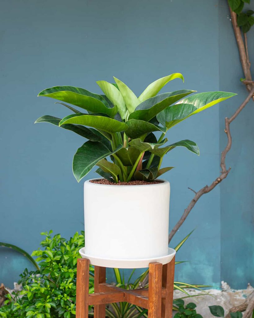 29 Philodendron Varieties You Can Grow Indoors - Plantglossary