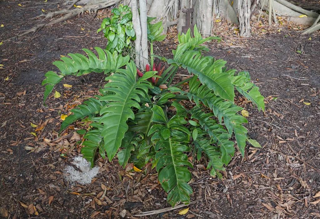 29 Philodendron Varieties You Can Grow Indoors - Plantglossary