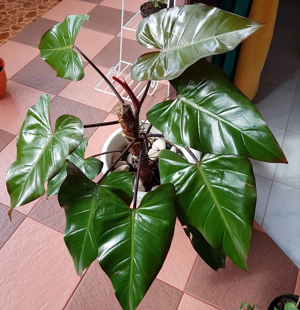 29 Philodendron Varieties You Can Grow Indoors - Plantglossary
