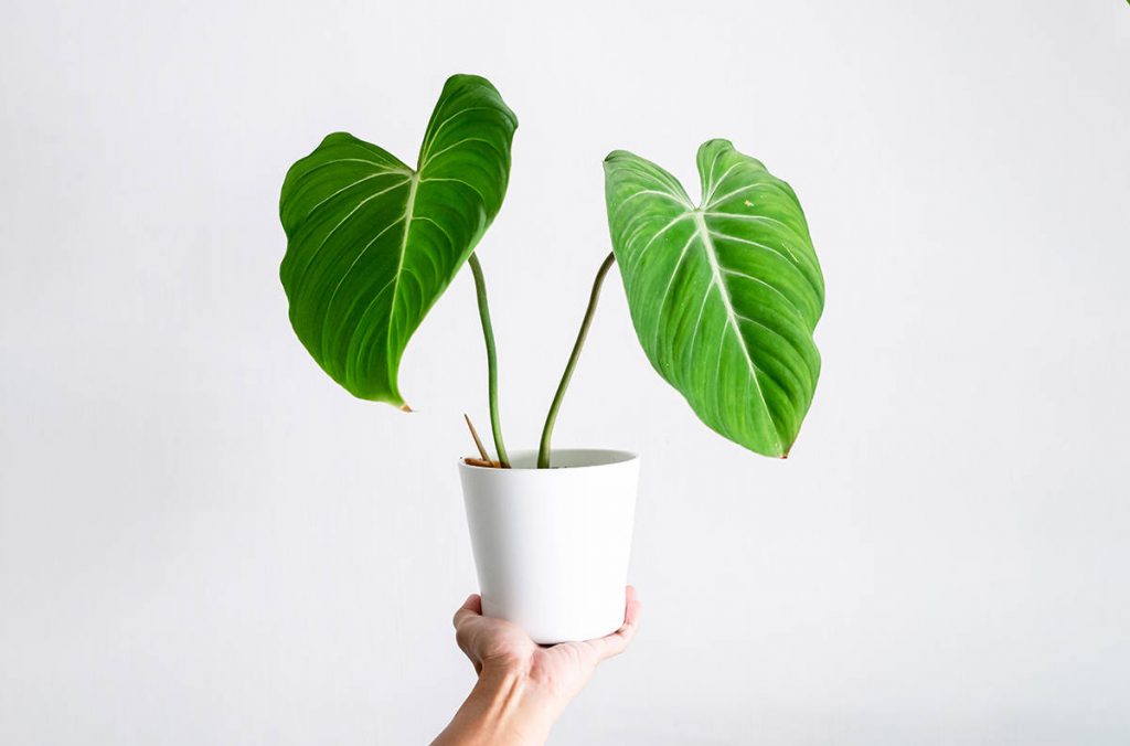 29 Philodendron Varieties You Can Grow Indoors - Plantglossary