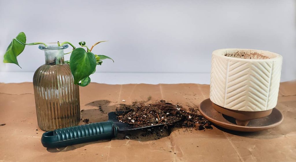 18 Houseplants You Should Propagate in February - Plantglossary