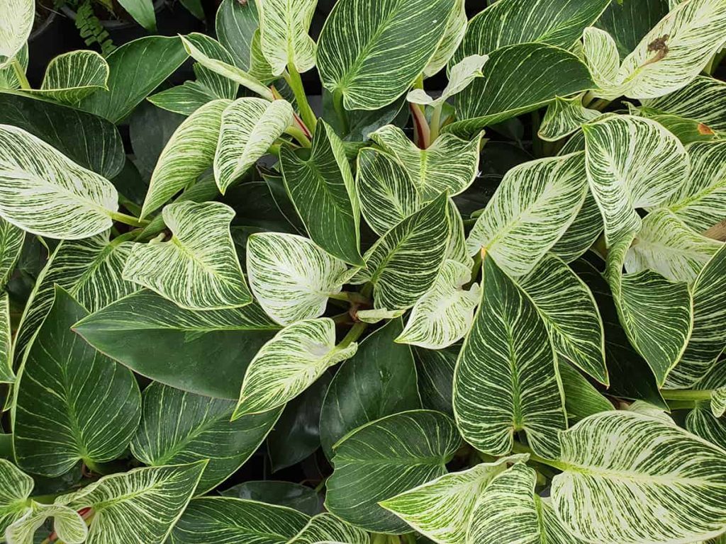 12 Different Types of Philodendrons (with Pictures) - Plantglossary