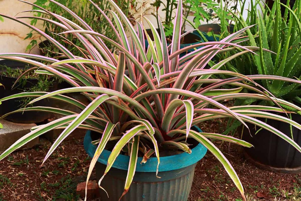 30 Best Architectural Plants to Grow in Containers - Plantglossary