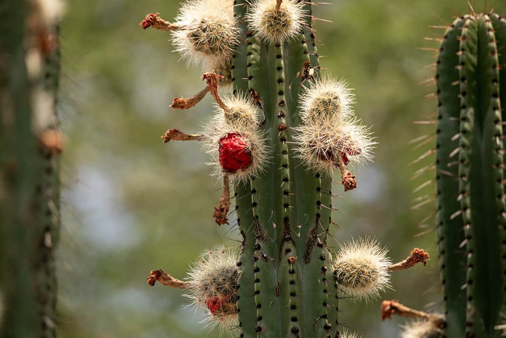 11 Surprising Fruits that Grow on Cactus - Plantglossary