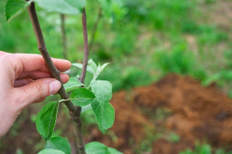 How to Grow Apple Trees in Pots – A Ultimate Guide - Plantglossary