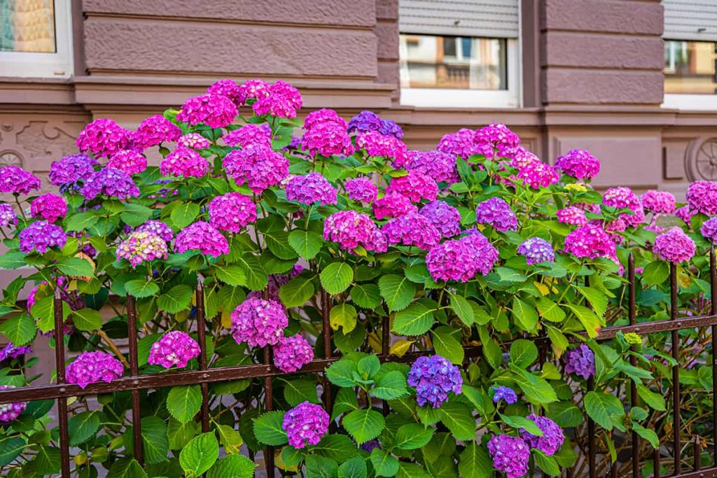 Plants That Grow Big and Have Huge Flowers - Plantglossary