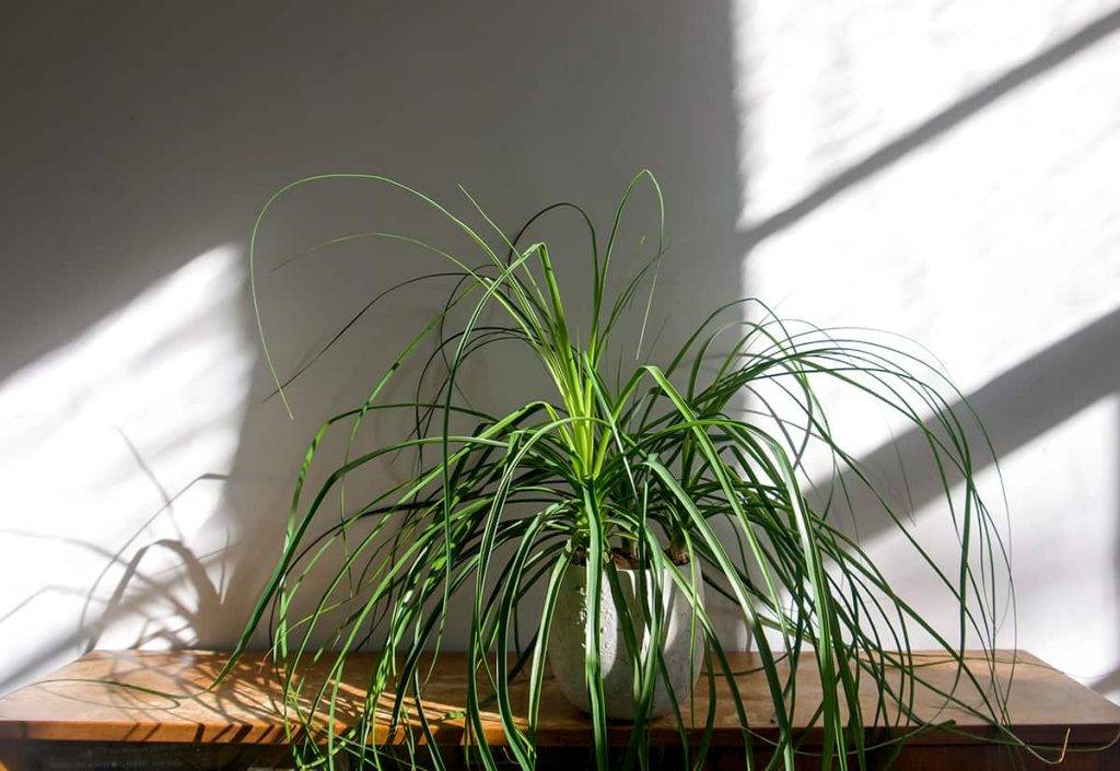 Inspiring Ponytail Palm Cats Images