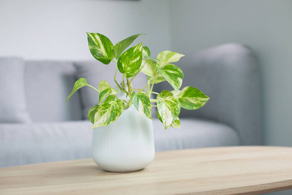 21 Houseplants That Can Grow Without Sunlight - Plantglossary