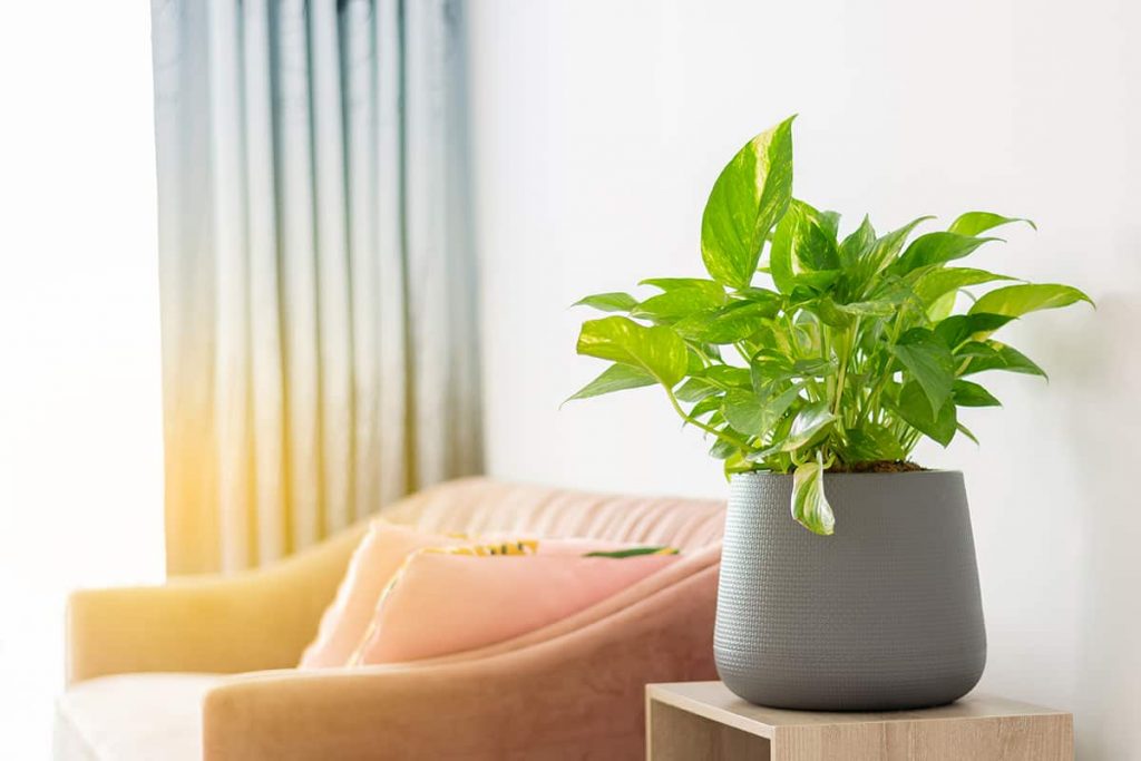 18 Fantastic Fast-Growing Houseplants - Plantglossary