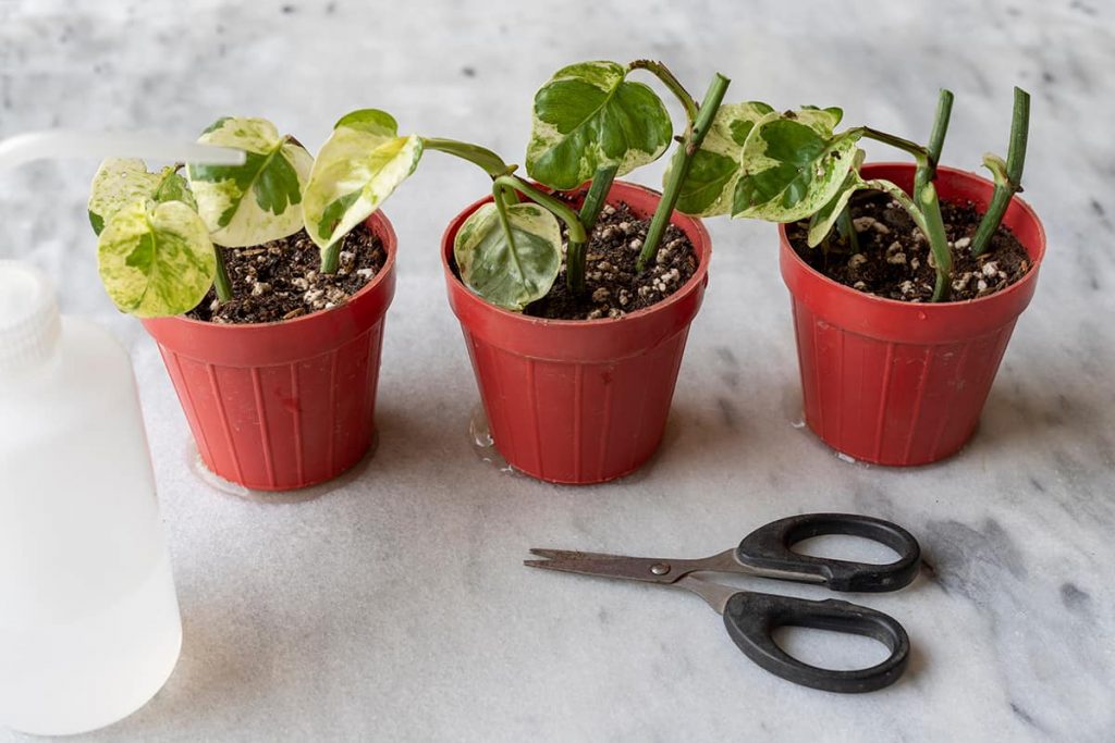 18 Houseplants You Should Propagate in February - Plantglossary