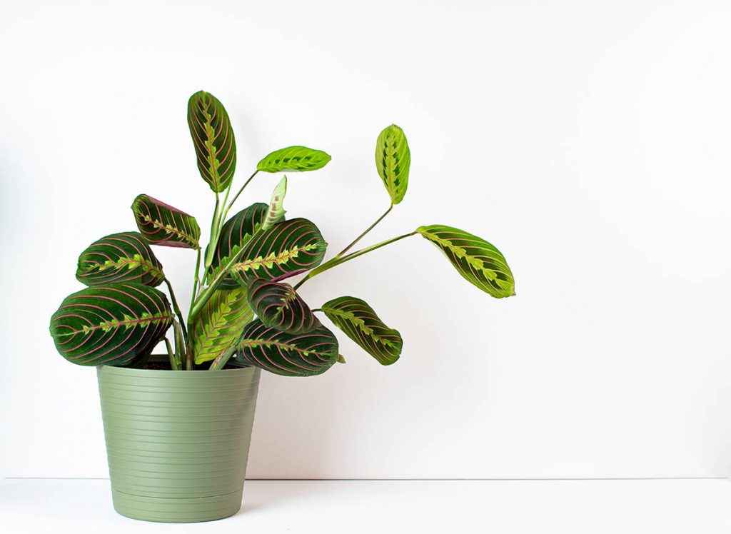 21 Houseplants That Can Grow Without Sunlight - Plantglossary
